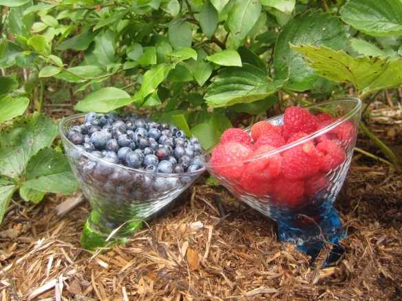 Berries | Eat and Beat Cancer